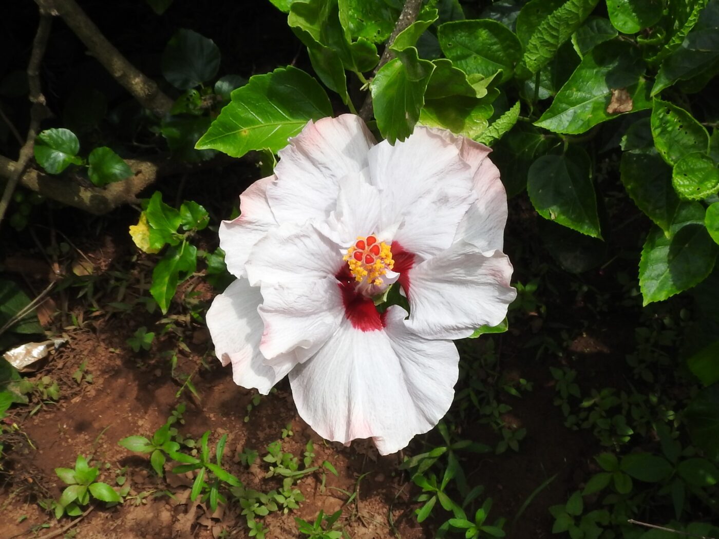 Althea Helene Campbells Nursery