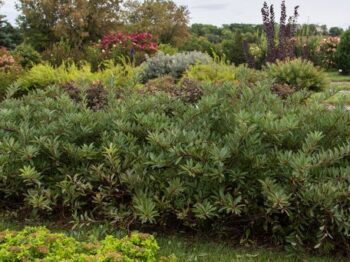 Sand Cherry, Jade Parade - Campbell's Nursery