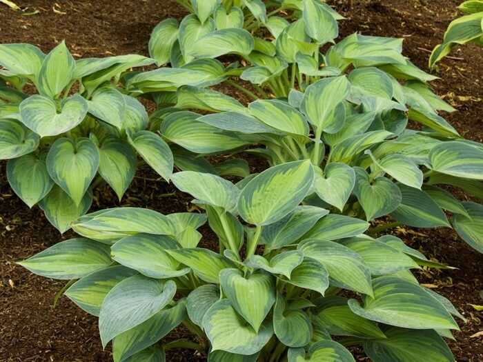 Hosta, June - Campbell's Nursery