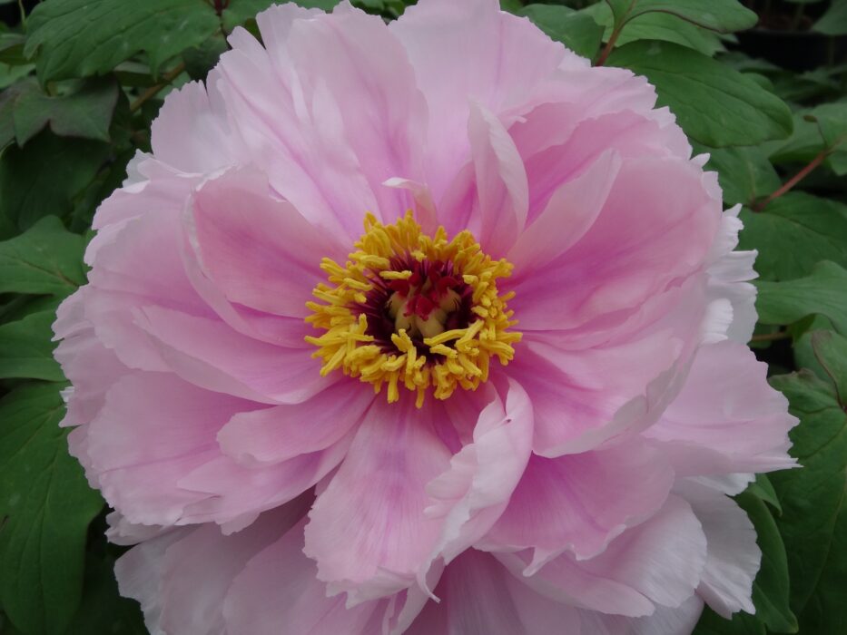 Peony, Hanakisoi Pink Tree - Campbell's Nursery