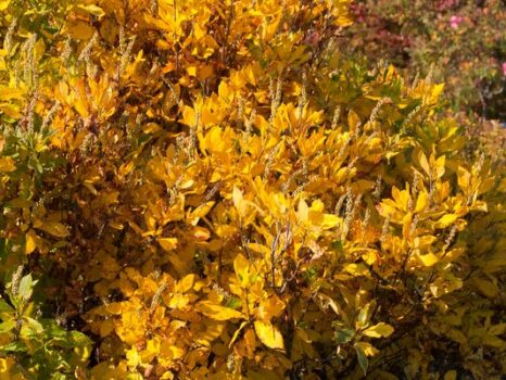 Summersweet, Ruby Spice - Campbell's Nursery