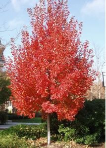 Maple, Red Sun Valley - Campbell's Nursery