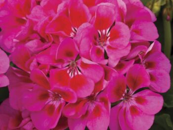 Geranium, Tango Rose Splash - Campbell's Nursery