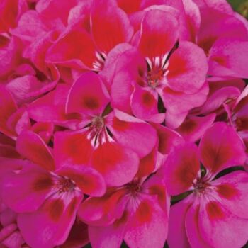 Geranium, Tango Rose Splash - Campbell's Nursery