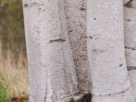 Birch, Whitespire - Campbell's Nursery