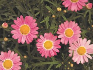 Argyranthemum, Sassy Rose - Campbell's Nursery