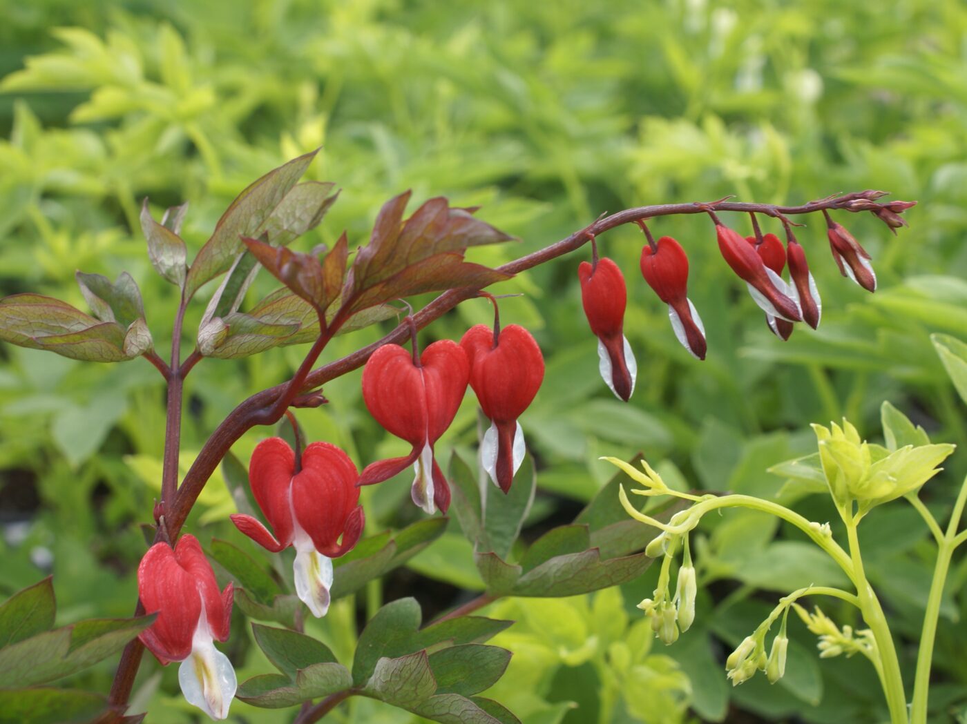 Bleeding Heart, Valentine - Campbell's Nursery