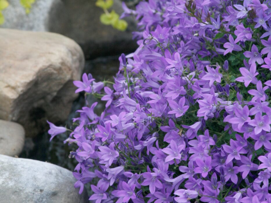 Campanula Waterfall Blue