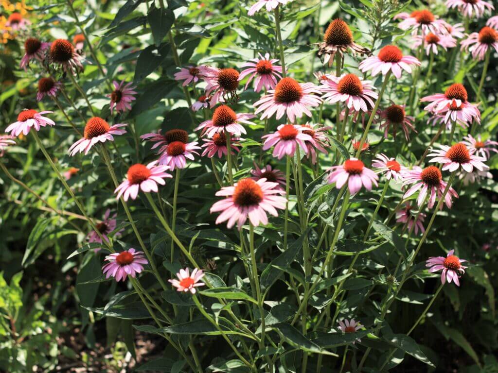 Coneflower, Magnus - Campbell's Nursery