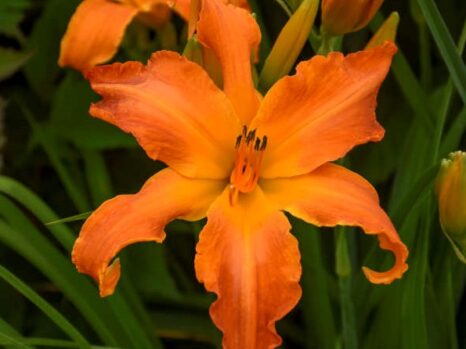 Daylily, Primal Scream - Campbell's Nursery
