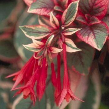 Fuchsia, Upright Firecracker - Campbell's Nursery