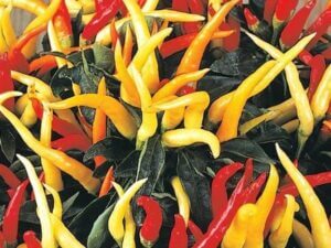 Ornamental Pepper, Medusa - Campbell's Nursery