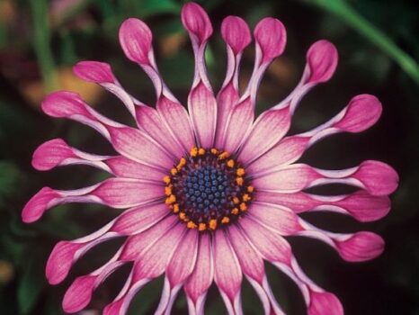 Osteospermum, Flower Power Spider Pink - Campbell's Nursery