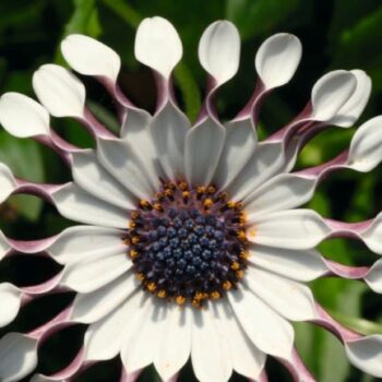 Osteospermum, Flower Power Spider White - Campbell's Nursery