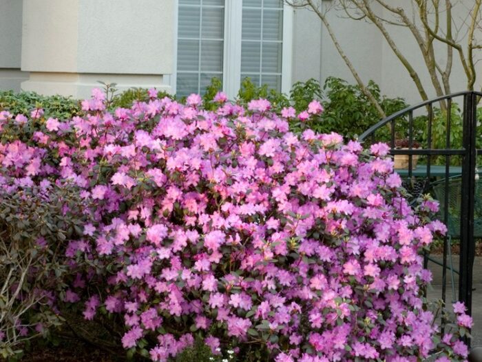 Rhododendron, PJM - Campbell's Nursery