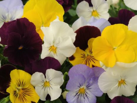 Pansy, Cool Wave Mix - Campbell's Nursery