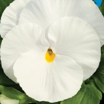 Pansy, Delta Premium Pure White - Campbell's Nursery