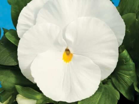 Pansy, Delta Premium Pure White - Campbell's Nursery