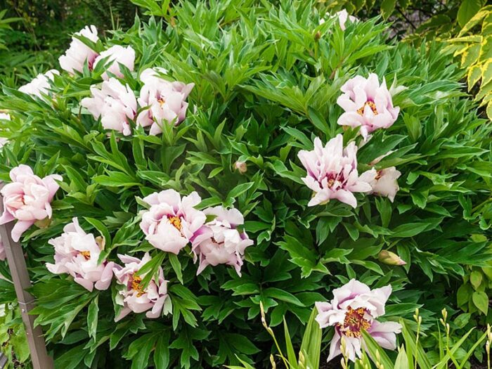 Peony, Itoh Cora Louise - Campbell's Nursery