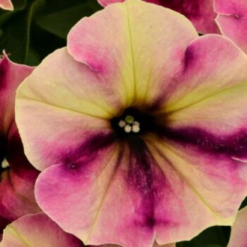 Petunia, Crazytunia Blackberry Cheesecake - Campbell's Nursery