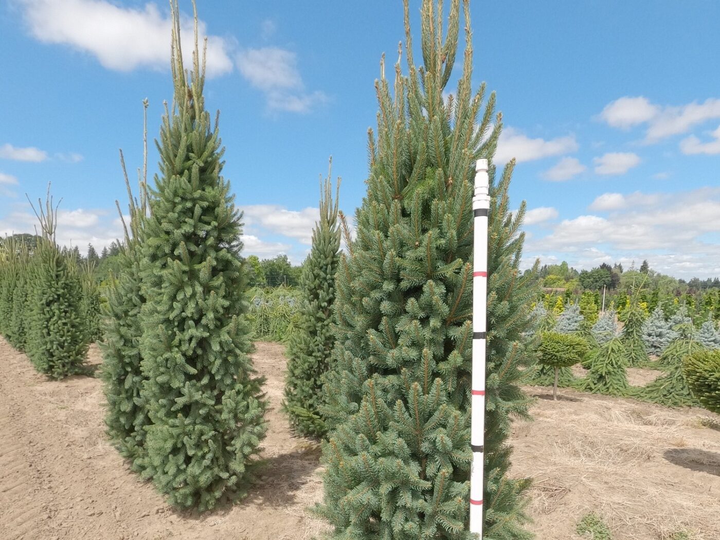 Spruce, Norway Cupressina - Campbell's Nursery