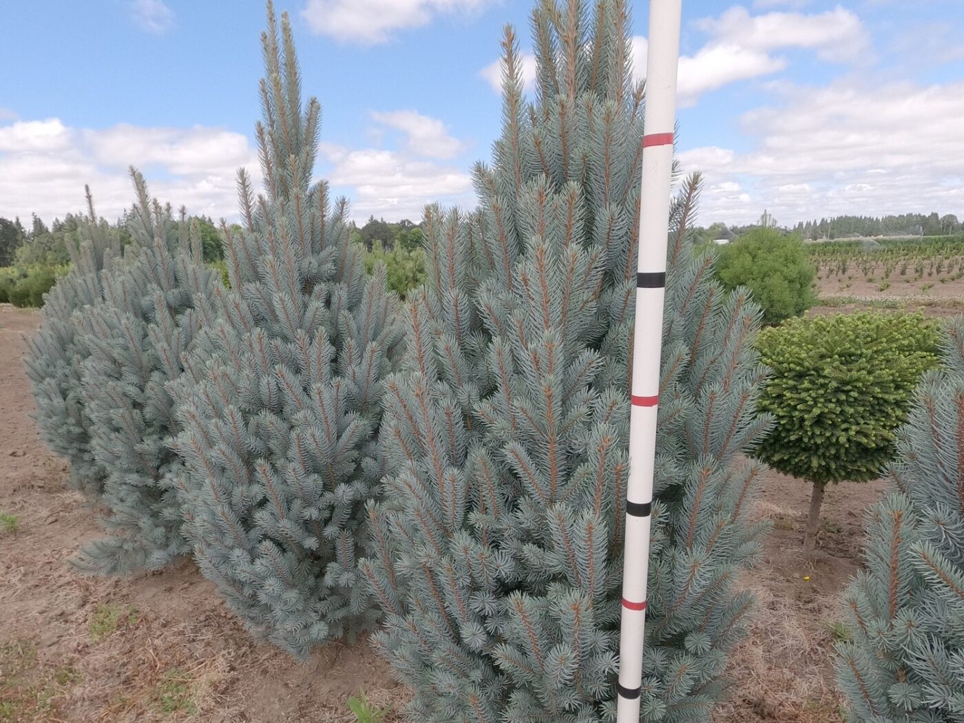 Spruce, Colorado Blue Totem - Campbell's Nursery