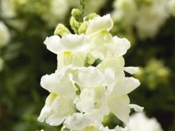 Snapdragon, Snaptini White - Campbell's Nursery