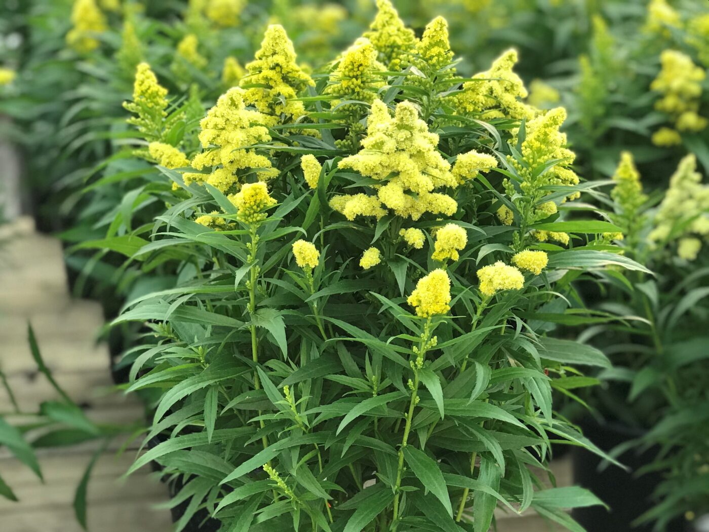 Goldenrod, Little Lemon - Campbell's Nursery