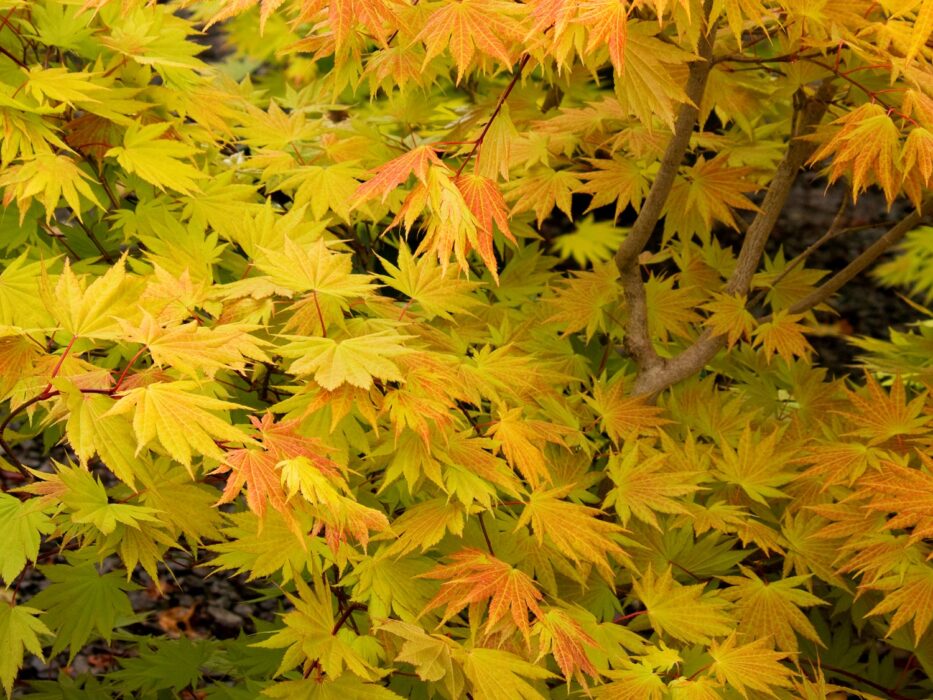Maple, Full Moon Autumn Moon - Campbell's Nursery