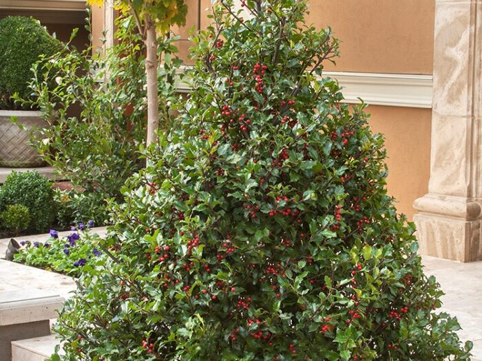 Holly, Berri-Magic Kids - Campbell's Nursery