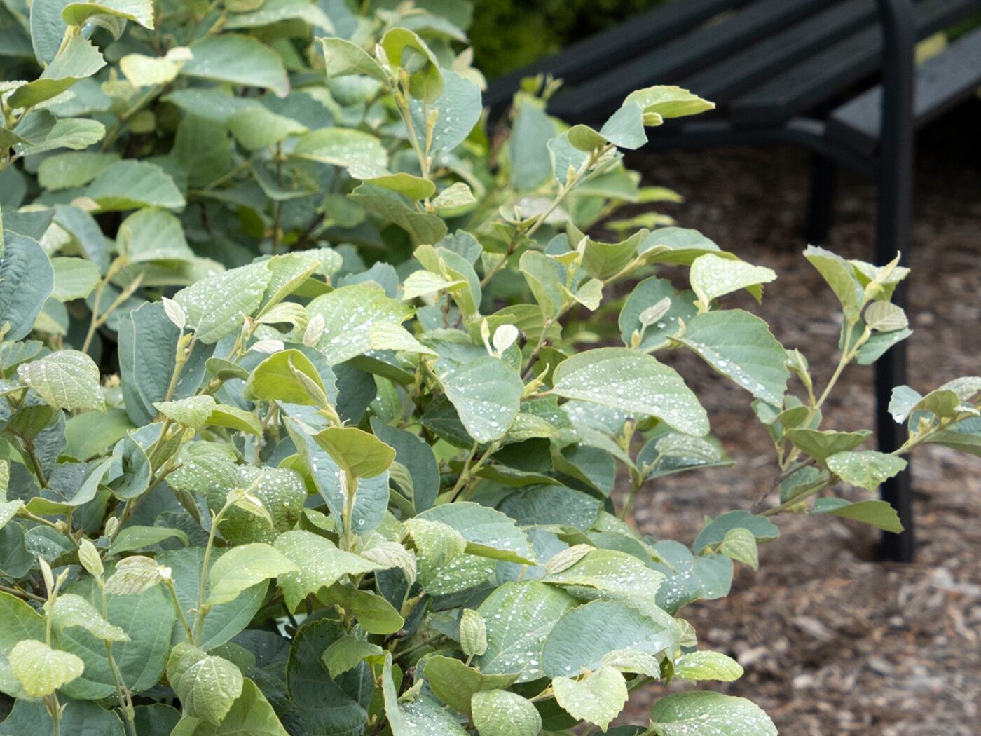 Fothergilla, Blue Shadow - Campbell's Nursery