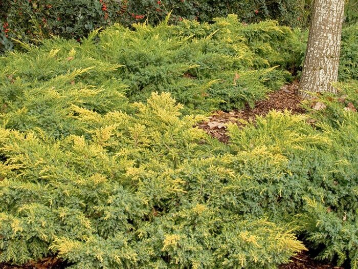 Juniper, Daub's Frosted - Campbell's Nursery