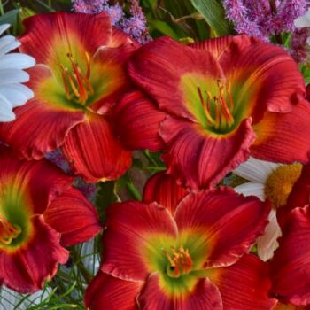 Daylily, Red Hot Returns - Campbell's Nursery