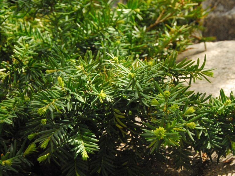Yew, Densiformis - Campbell's Nursery