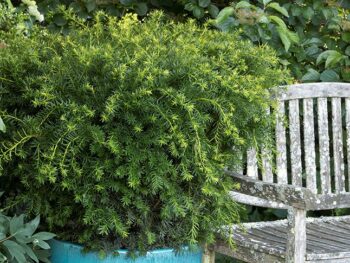 Yew, Densiformis - Campbell's Nursery