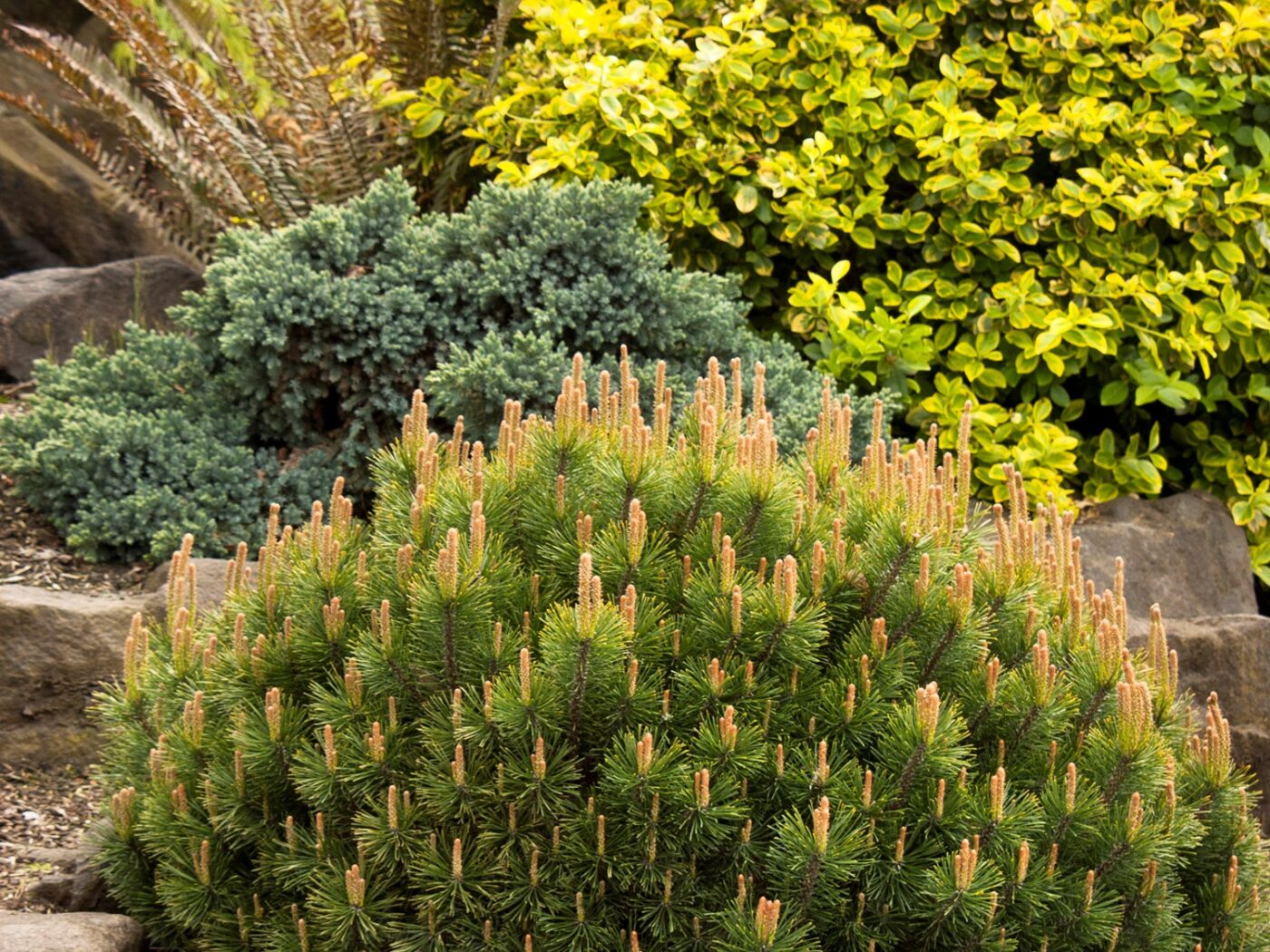 Pine, Mugo Pumilio - Campbell's Nursery