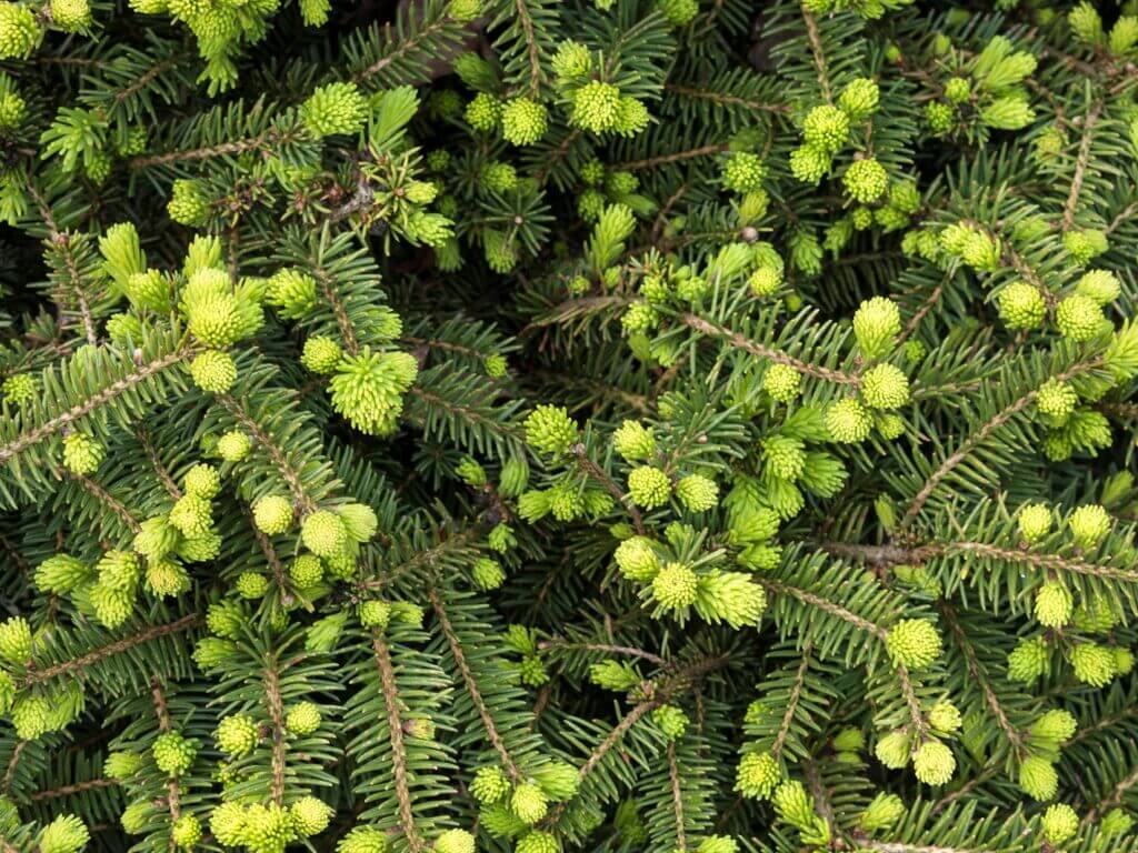 Spruce Norway Dwarf Campbells Nursery
