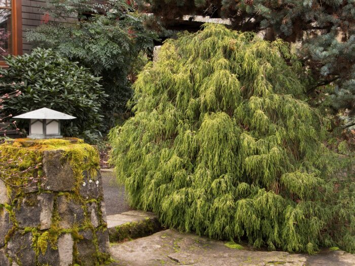 False Cypress, Golden Charm Threadleaf - Campbell's Nursery
