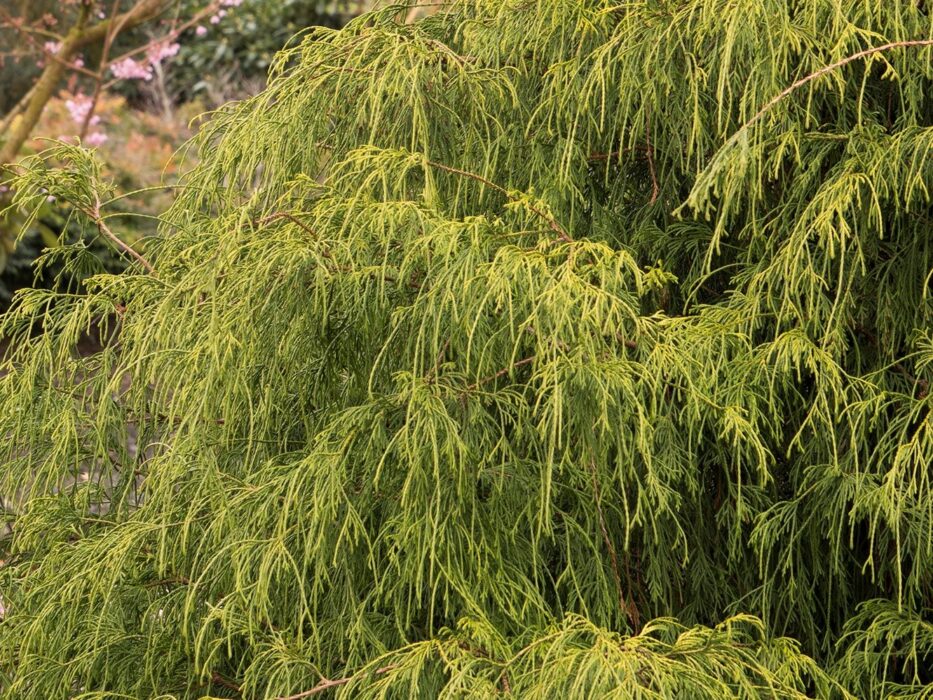 False Cypress, Golden Charm Threadleaf - Campbell's Nursery