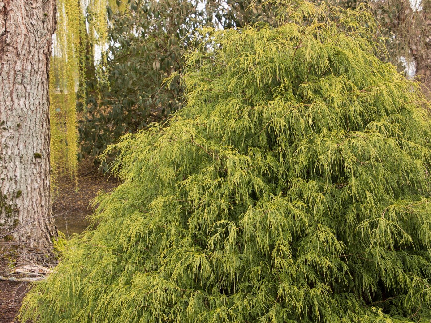 False Cypress, Golden Charm Threadleaf - Campbell's Nursery