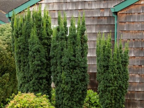 Yew, Hicks - Campbell's Nursery