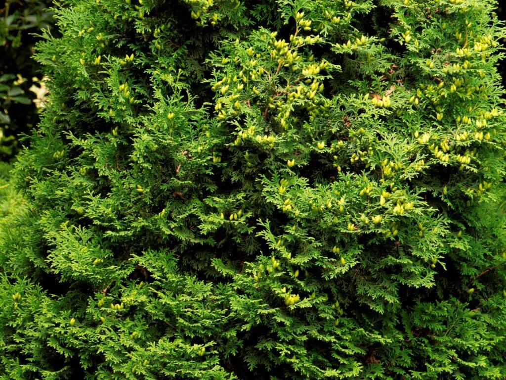 Arborvitae, Holmstrup - Campbell's Nursery