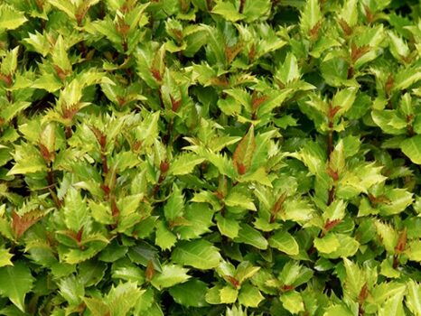 Holly, Little Rascal - Campbell's Nursery