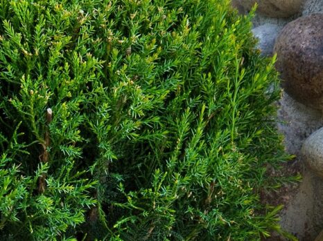Juniper, Mint Julep - Campbell's Nursery