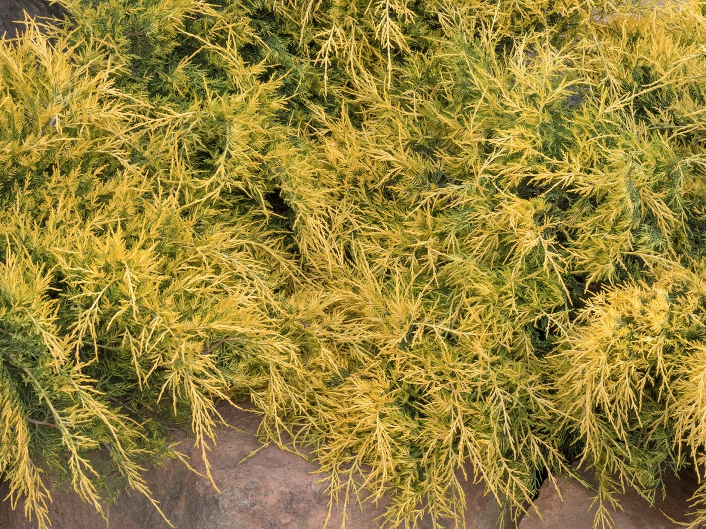 Juniper, Sea of Gold - Campbell's Nursery
