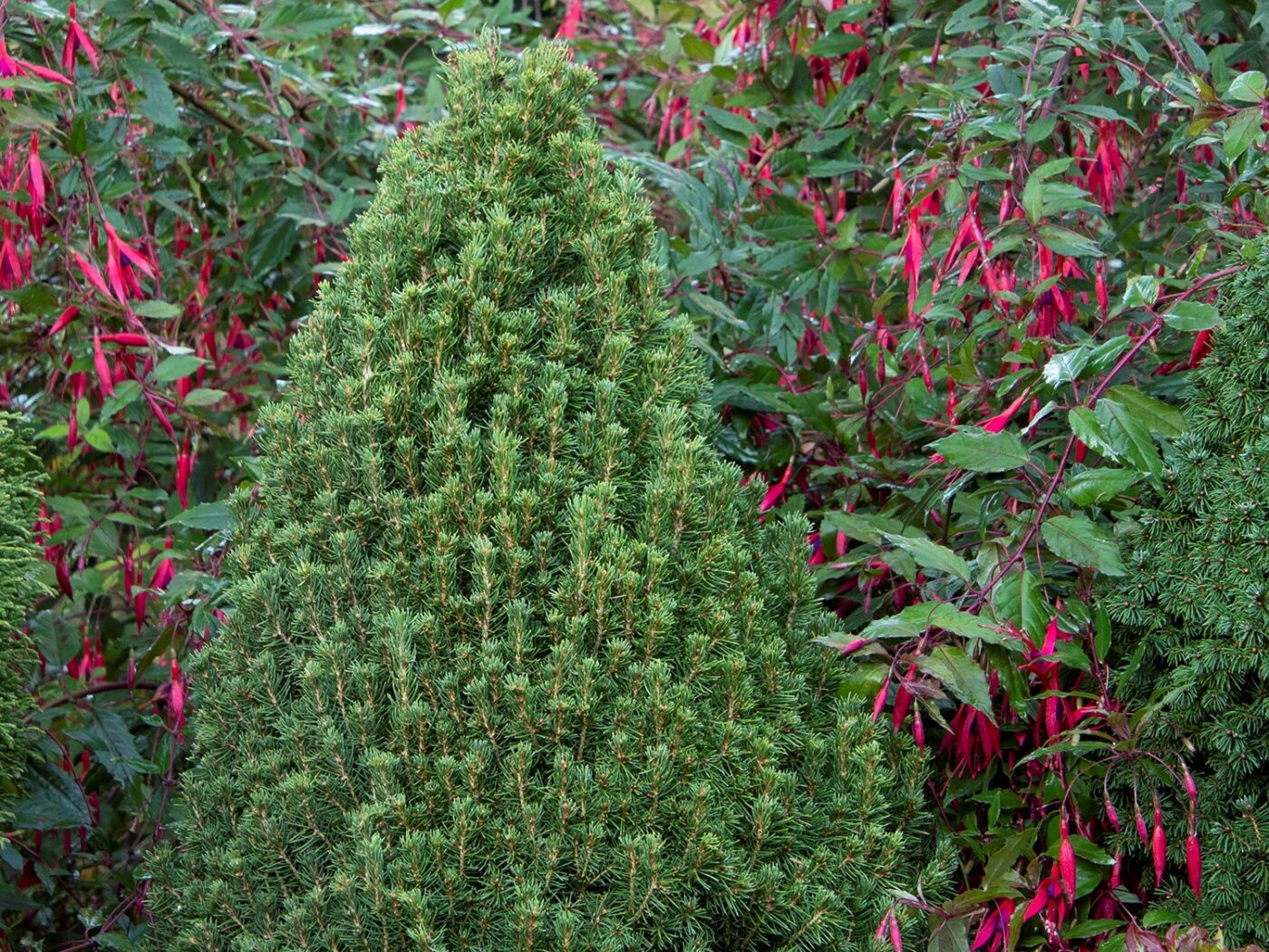Spruce, White Dwarf Tiny Tower - Campbell's Nursery