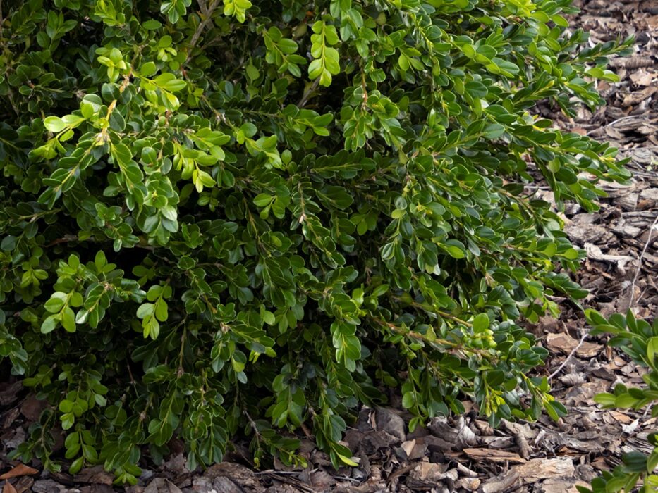 Boxwood, Unraveled Weeping - Campbell's Nursery