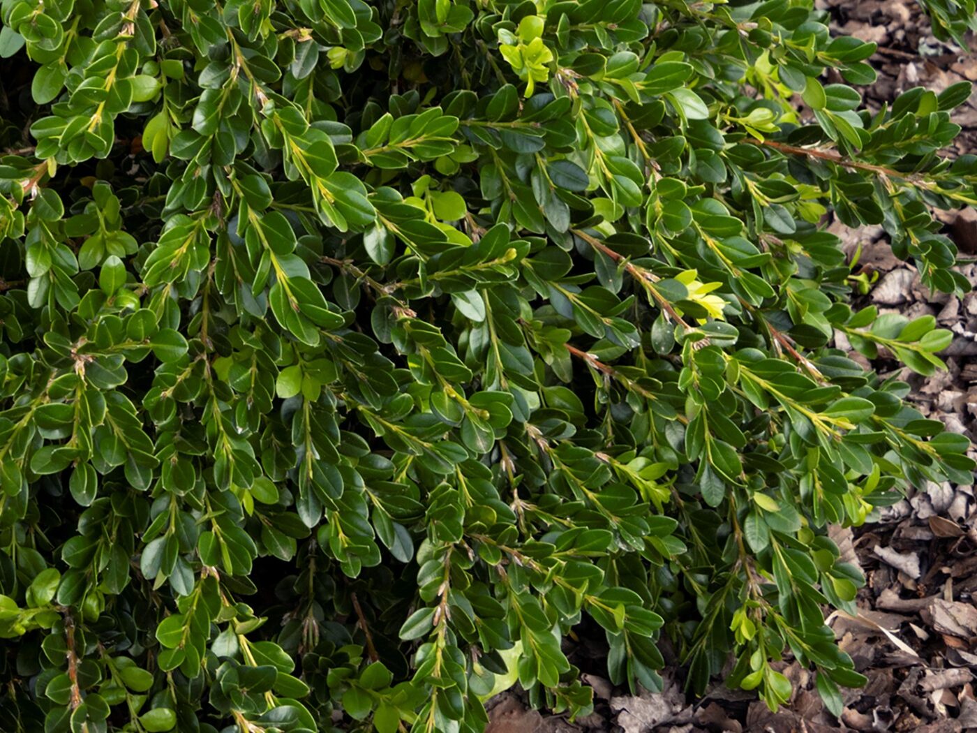 Boxwood, Unraveled Weeping - Campbell's Nursery