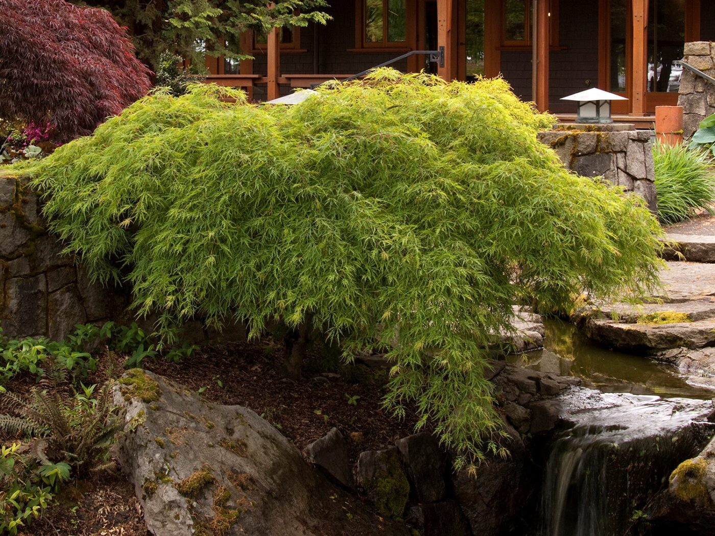 Maple, Japanese Waterfall - Campbell's Nursery