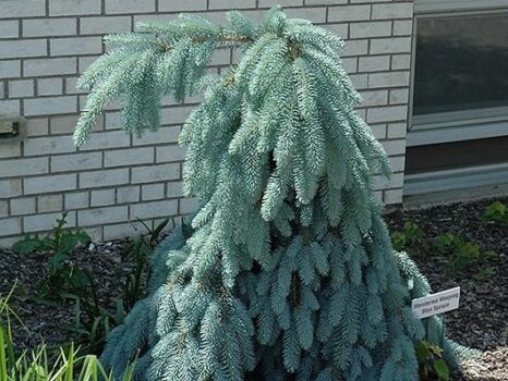 Spruce, Weeping Blue - Campbell's Nursery